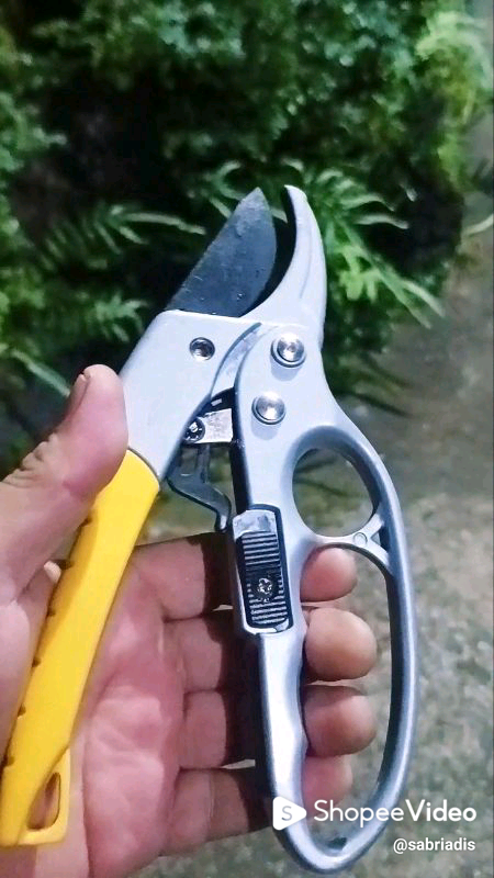 Gunting Dahan Kuning Ranting Daun Stek Tanaman | Shopee Video Indonesia